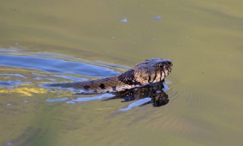 «Orgía de serpientes» en lago de Florida se convierte en atracción ...
